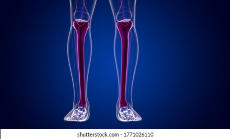 Human Skeleton Anatomy Tibia Bone 3d Stock Illustration 1771026110 ...