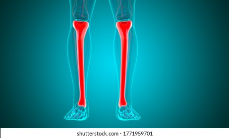 Human Skeleton Anatomy Tibia Bone 3d Stock Illustration 1771959701 ...
