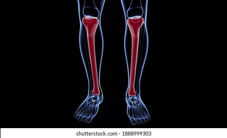 Tibia Ulna Bone Joints Human Skeleton Stock Illustration 1562906512 ...