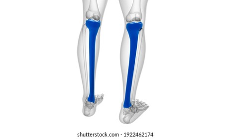 Human Skeleton Anatomy Tibia Bone 3d Stock Illustration 1922462171