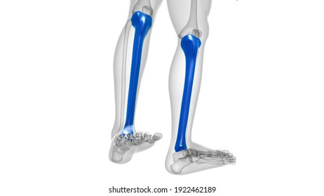 Human Skeleton Anatomy Tibia Bone 3d Stock Illustration 1922462171