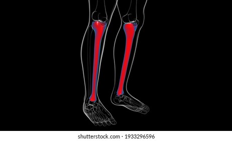 Human Skeleton Anatomy Tibia Bone 3d Stock Illustration 1933296596 ...