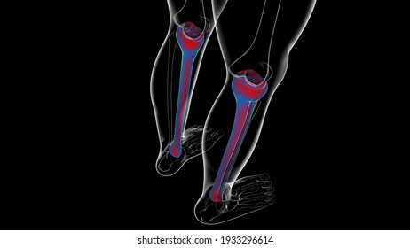 Human Skeleton Anatomy Tibia Bone 3d Stock Illustration 1933296614