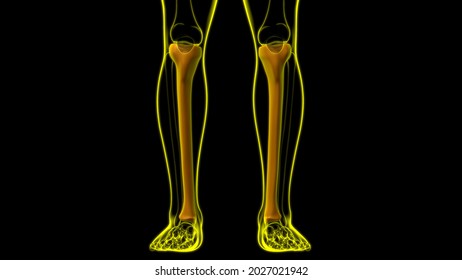 Human Skeleton Anatomy Tibia Bone 3d: ภาพประกอบสต็อก 2027021942 ...