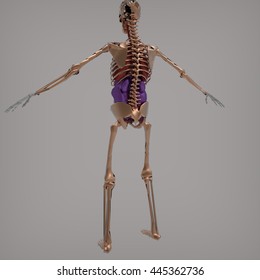 Human Skeleton Angles Backside 3d Stock Illustration 445362757