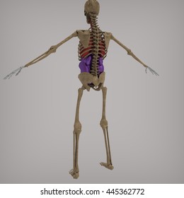 3d Human Skeleton Rendering 스톡 일러스트 445871425 | Shutterstock