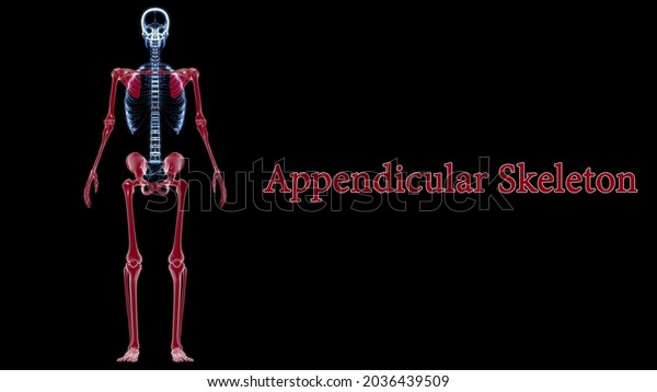 Human Skeleton Appendicular Skeleton Anatomy 3d Stock Illustration ...