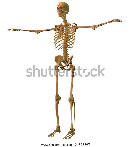Human Skeleton Arms Outstretched Stock Illustration 24898897