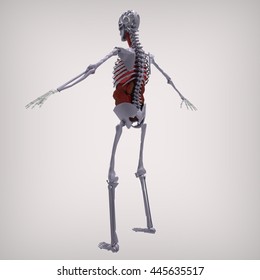Human Skeleton Back 3d Rendering Stock Illustration 445635517 ...