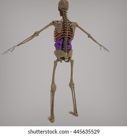 Human Skeleton Back 3d Rendering Stock Illustration 445635529 ...