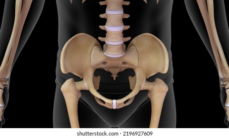 Human Skeleton Back Bone Pelvic Bones Stock Illustration 2196927609 ...