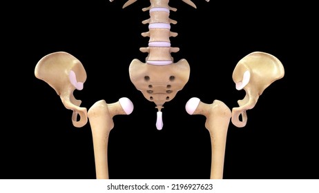 Human Skeleton Back Bone Pelvic Bones Stock Illustration 2196927623 ...