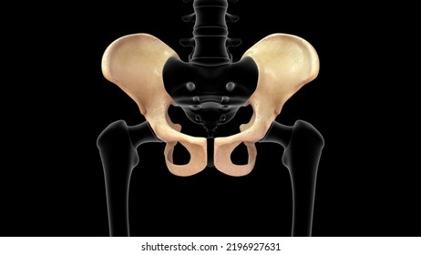 Human Skeleton Back Bone Pelvic Bones Stock Illustration 2196927631 ...