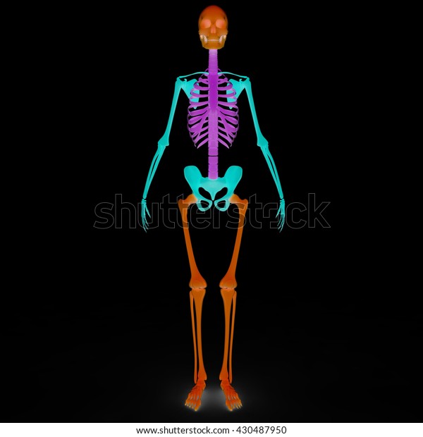 Human Skeleton Bones Anatomy 3d Stock Illustration 430487950