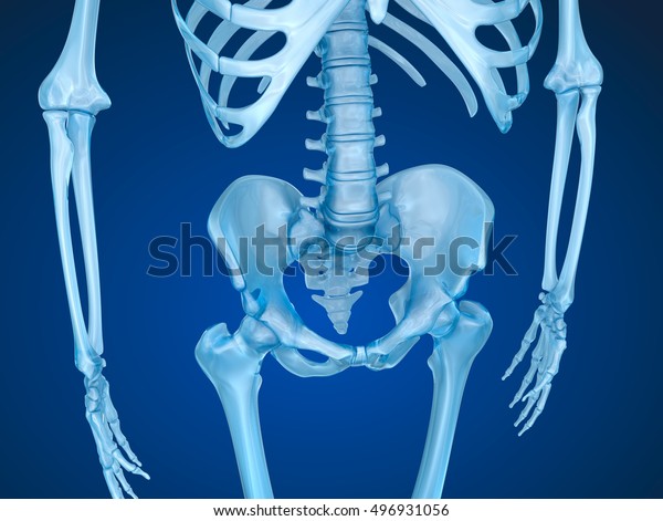 Human Skeleton Breast Chest Front View: ilustración de stock 496931056 ...