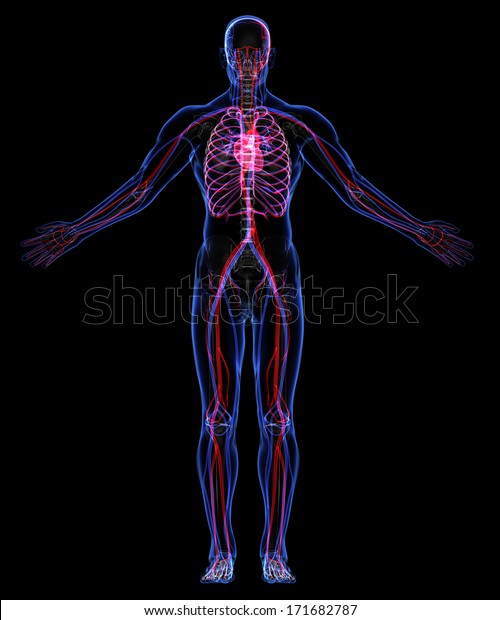 Human Skeleton Circulatory System Stock Illustration 171682787