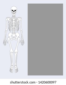 Human Skeleton Front View Bones Skull Stock Vector (Royalty Free ...