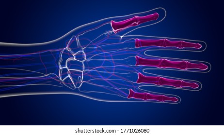 Human Skeleton Hand Phalanges Bone Anatomy Stock Illustration ...