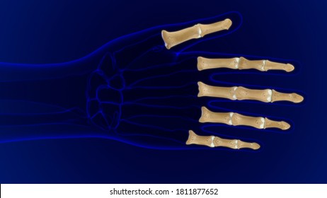 Human Skeleton Hand Phalanges Bone Anatomy Stock Illustration ...