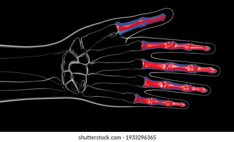 Human Skeleton Hand Phalanges Bone Anatomy Stock Illustration ...