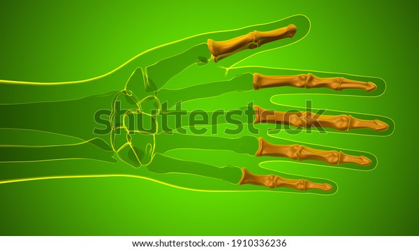 Human Skeleton Hand Phalanges Bone Anatomy Stock Illustration ...