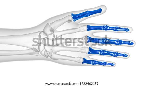 Human Skeleton Hand Phalanges Bone Anatomy Stock Illustration 1922462159