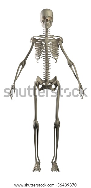 Human Skeleton Isolated Front View Stock Illustration 56439370