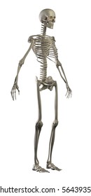 Human Skeleton Isolated Side View Stock Illustration 56439355 ...