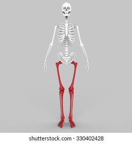 Human Skeleton Legs Stock Illustration 330402428 | Shutterstock