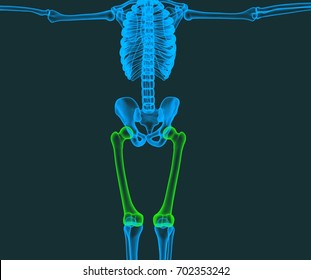 Human Skeleton Legs 3d Render Stock Illustration 702352894 | Shutterstock