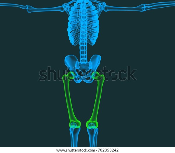 Human Skeleton Legs 3d Render Stock Illustration 702353242