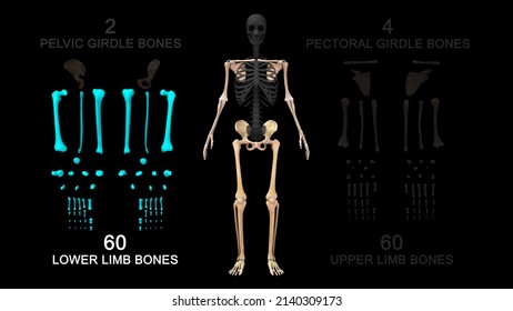 3,237 Skeleton lower limb Images, Stock Photos & Vectors | Shutterstock