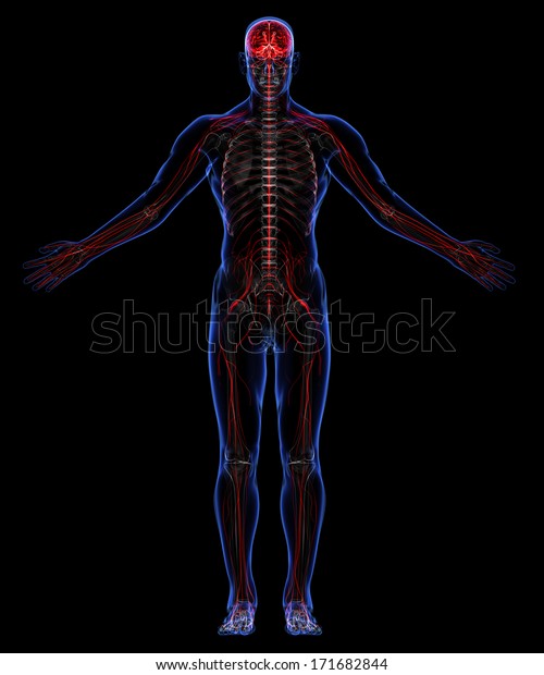 Human Skeleton Nervous System Stock Illustration 171682844