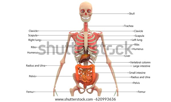 Human Skeleton Organs Anatomy 3d Stock Illustration 620993636