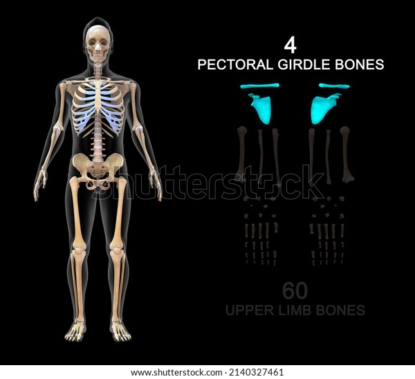 Human Skeleton Pectoral Girdle Bones Anatomy 库存插图 2140327461 | Shutterstock