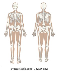 Human Skeleton Seen Front Back Stock Illustration 732204862 | Shutterstock