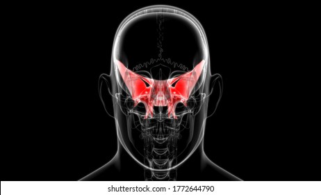 Human Skeleton Skull Sphenoid Bone Anatomy Stock Illustration ...