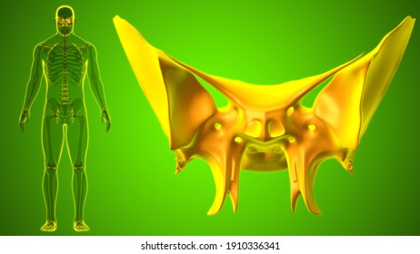 Human Skeleton Skull Sphenoid Bone Anatomy Stock Illustration 1910336341