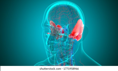 Human Skeleton Skull Temporal Bone Anatomy Stock Illustration ...