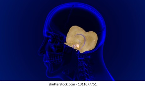 Human Skeleton Skull Temporal Bone Anatomy Stock Illustration ...
