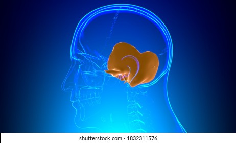 Human Skeleton Skull Temporal Bone Anatomy Stok İllüstrasyon 1832311576 ...