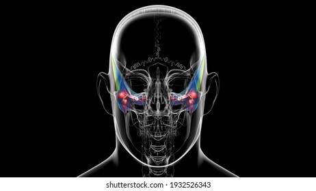Human Skeleton Skull Temporal Bone Anatomy Stock Illustration ...