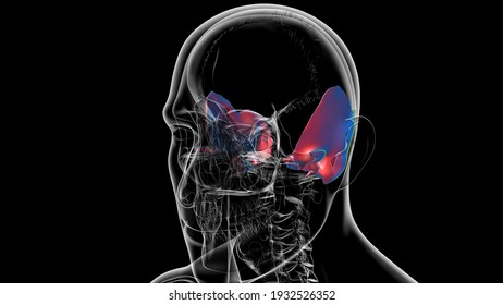 Human Skeleton Skull Temporal Bone Anatomy Stock Illustration ...