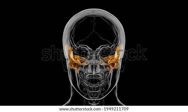 Human Skeleton Skull Temporal Bone Anatomy Stock Illustration 1949211709
