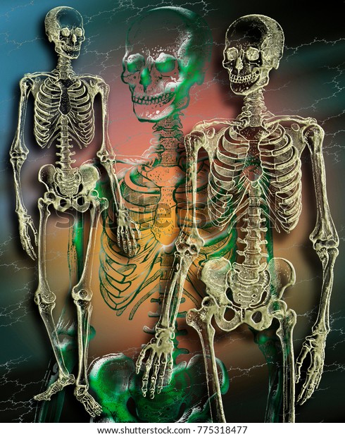 Human Skeleton Study Anatomy: ภาพประกอบสต็อก 775318477 | Shutterstock