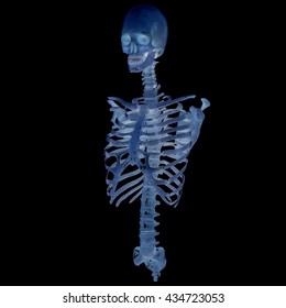 Human Skeleton System 3d Stock Illustration 434723053 | Shutterstock