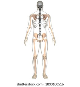 Human Skeleton System Appendicular Skeleton Anatomy Stock Illustration ...