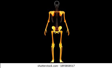 2,074 Appendicular skeleton Images, Stock Photos & Vectors | Shutterstock