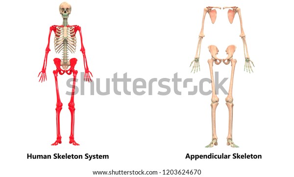Human Skeleton System Appendicular Skeleton Anatomy Stock Illustration ...