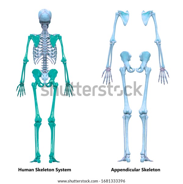 Human Skeleton System Appendicular Skeleton Anatomy Stock Illustration ...